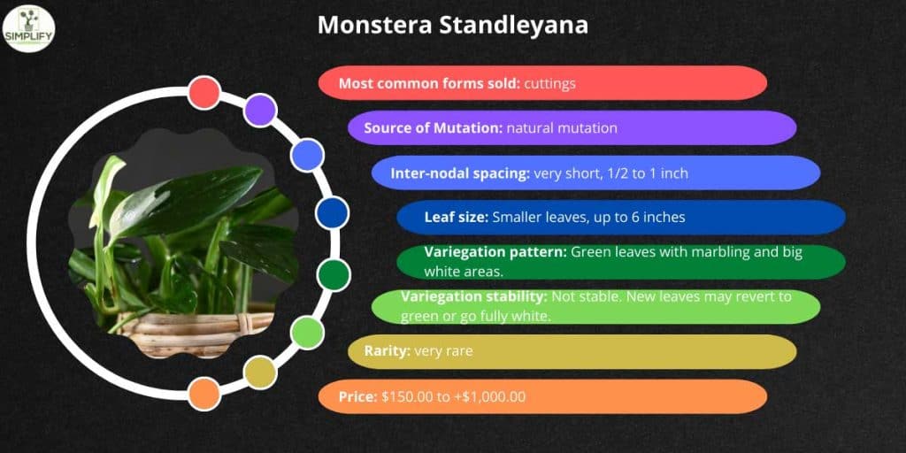 Variegated Monstera - Is Their Price Justified? - Simplify Gardening