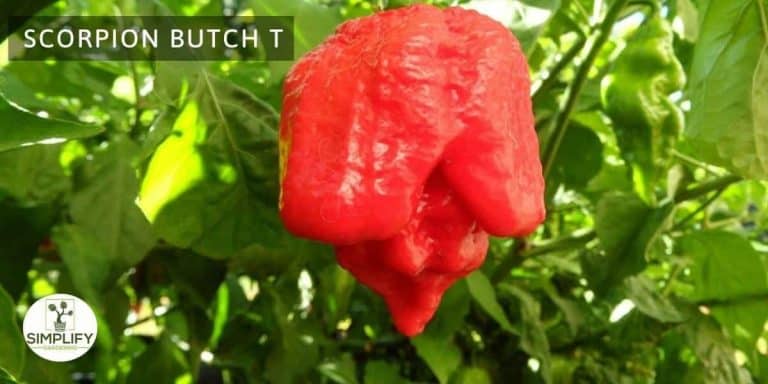 15 Best Hottest Peppers That Will Blow Your Head Off - Simplify Gardening
