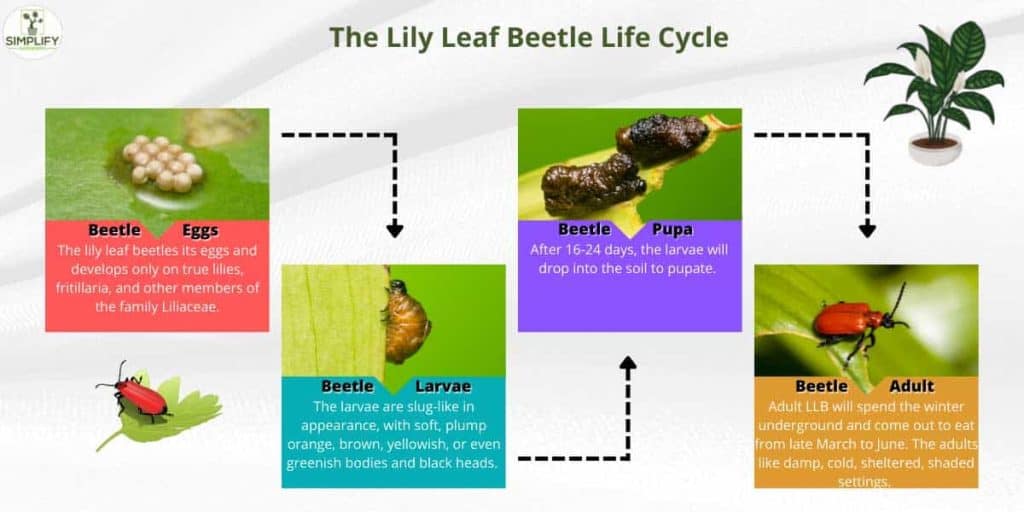 How to Stop Scarlet Lily Beetles from Destroying Your Garden - Simplify ...
