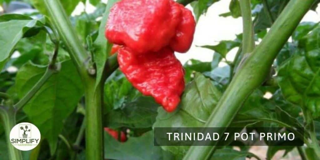 15 Best Hottest Peppers That Will Blow Your Head Off - Simplify Gardening