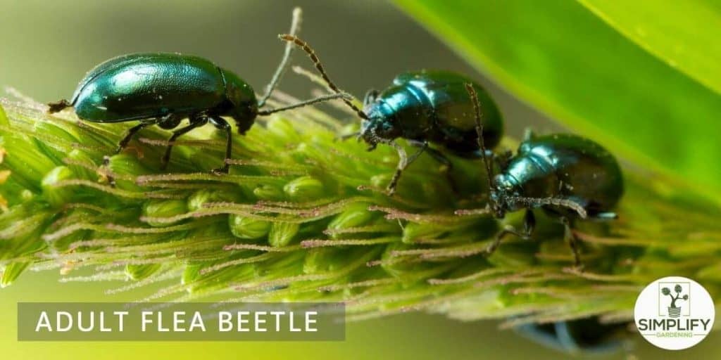 How To Control Flea Beetles In Your Garden - Simplify Gardening