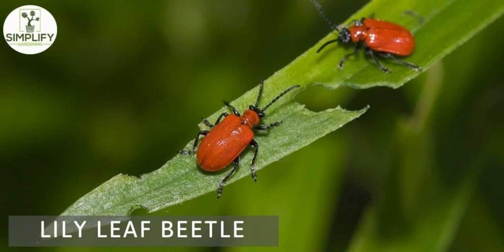 How to Stop Scarlet Lily Beetles from Destroying Your Garden - Simplify ...