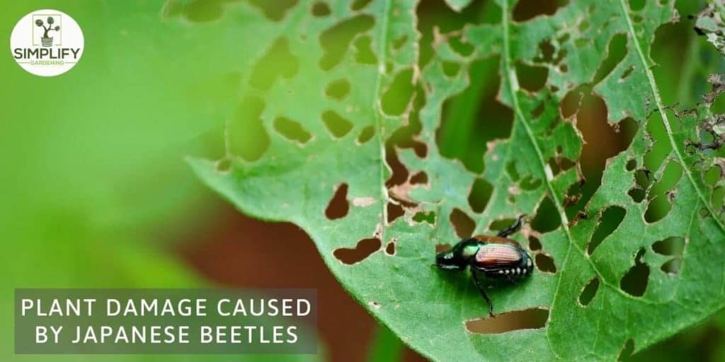 Japanese Beetles Stop Them in Their Tracks - Simplify Gardening
