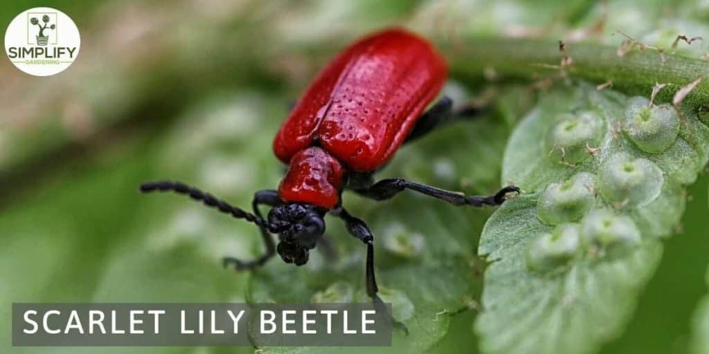 How to Stop Scarlet Lily Beetles from Destroying Your Garden - Simplify ...