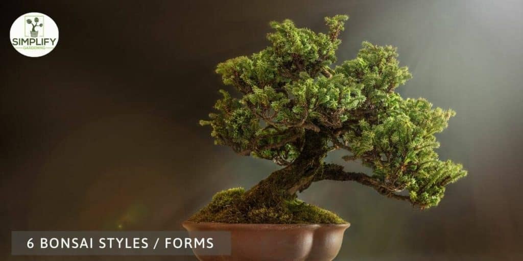 6 Bonsai Styles or Forms For the Perfect Tree - Simplify Gardening