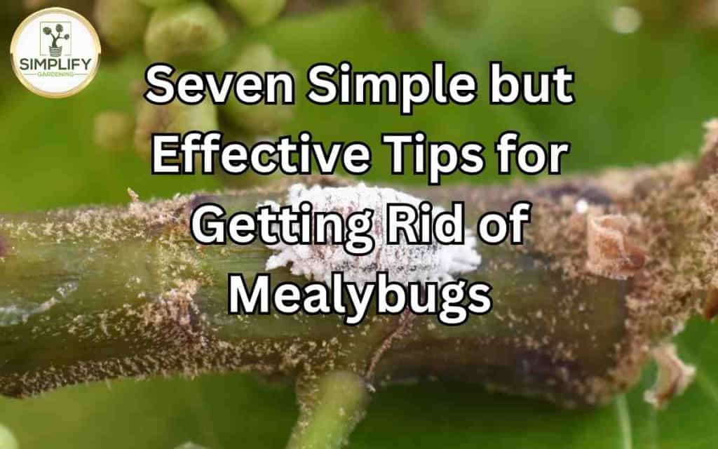 7 Simple but Effective Tips for Getting Rid of Mealybugs - Simplify ...