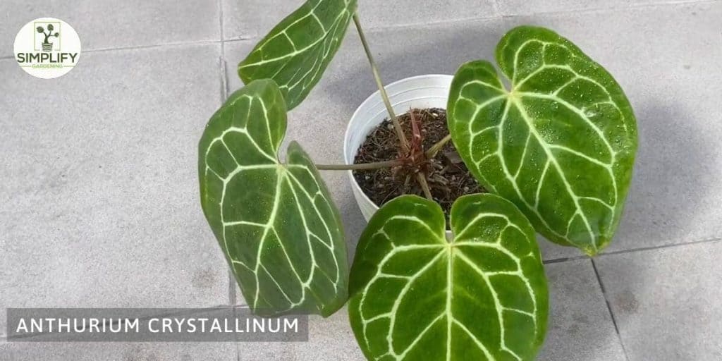 Anthurium Crystallinum - The Complete Care Guide - Simplify Gardening