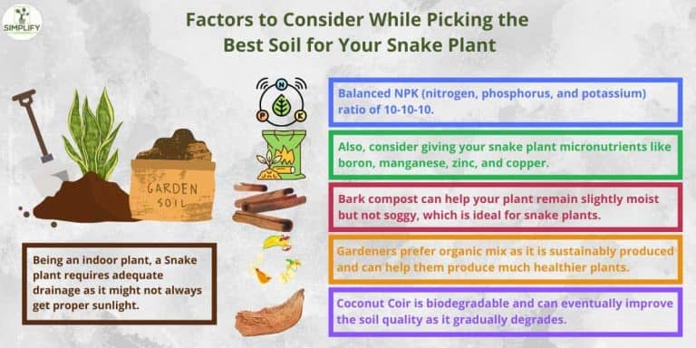 What Is The Best Soil For Sansevieria (Snake Plant) - Simplify Gardening