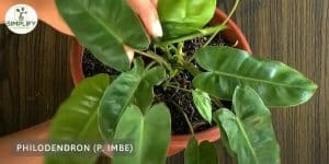 25 Types of Philodendrons the Ultimate Houseplants List - Simplify ...
