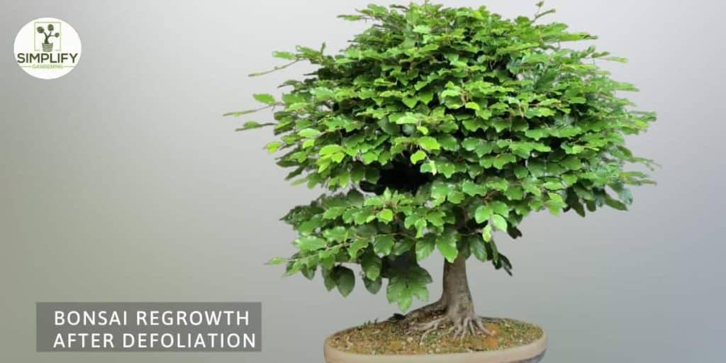 Expert Tips for Perfect Bonsai Defoliation Every Time - Simplify Gardening