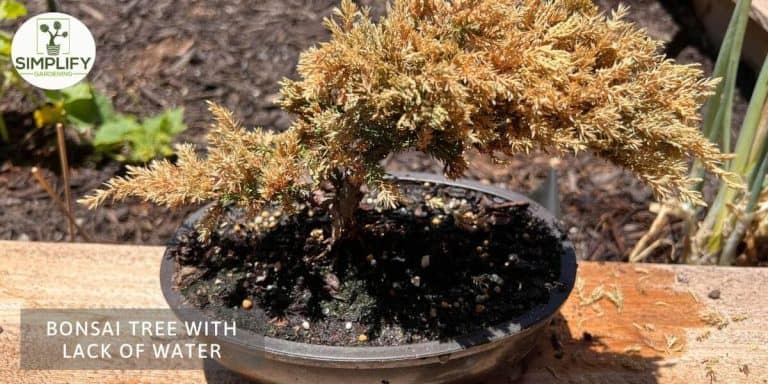 Effective Bonsai Water Management How to Water Bonsai Trees. - Simplify ...