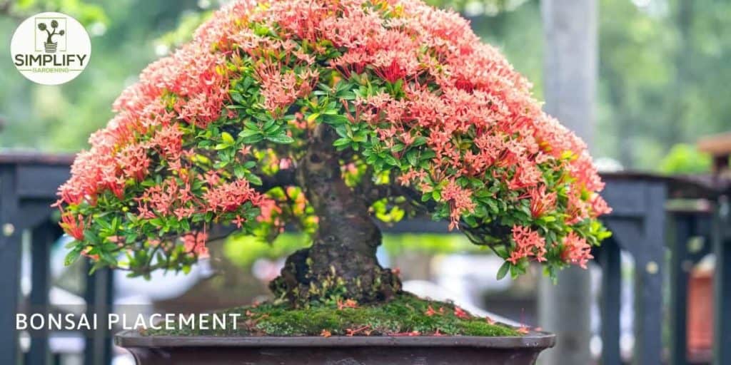 Where to Place Bonsai Trees For Optimal Growth? - Simplify Gardening