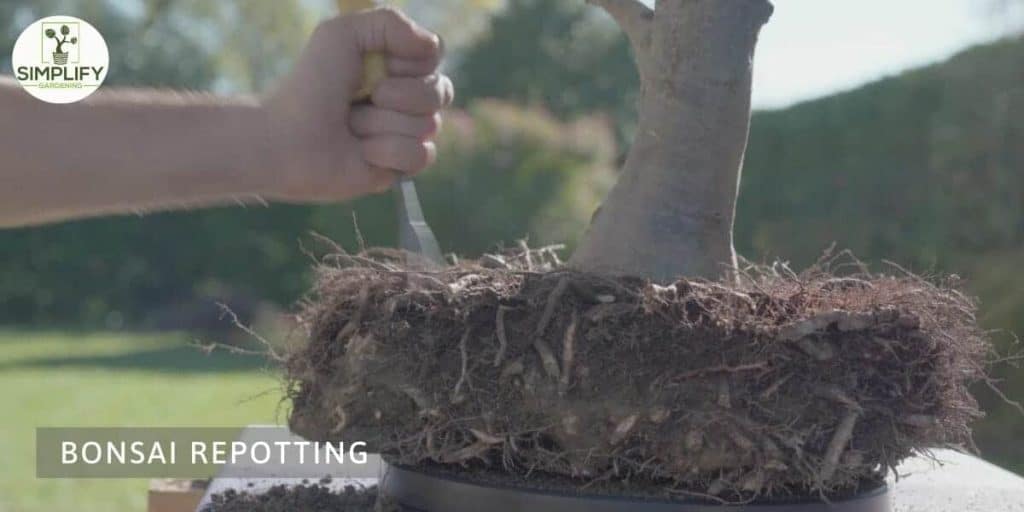 The Ultimate Guide to Bonsai Repotting - Simplify Gardening
