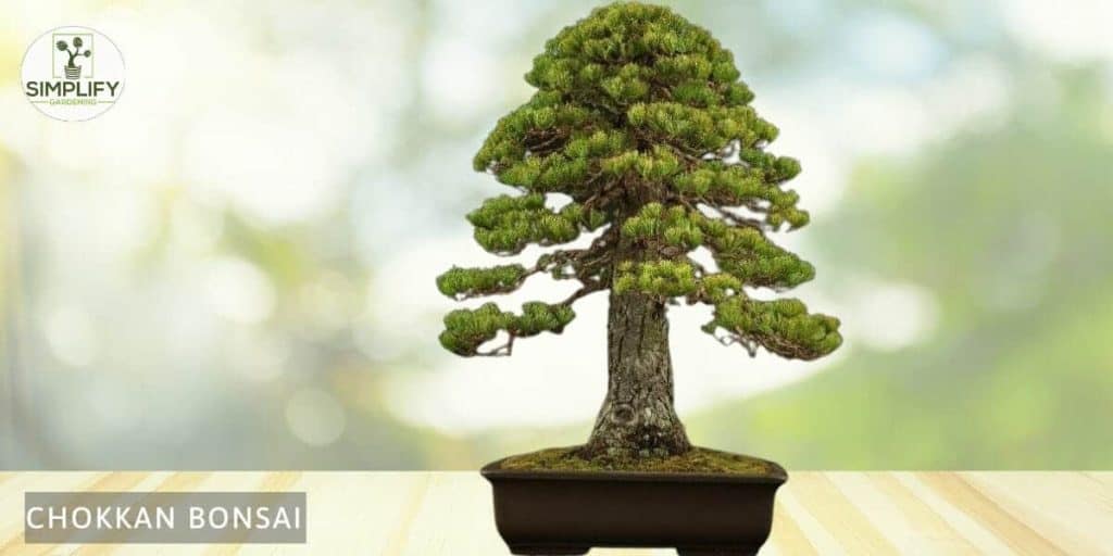 6 Bonsai Styles or Forms For the Perfect Tree - Simplify Gardening