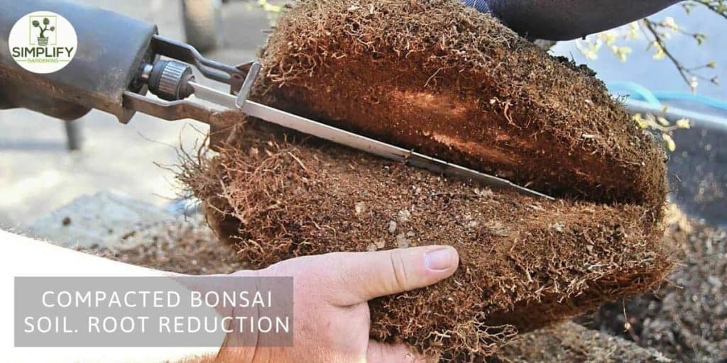 The Ultimate Guide to Bonsai Repotting - Simplify Gardening
