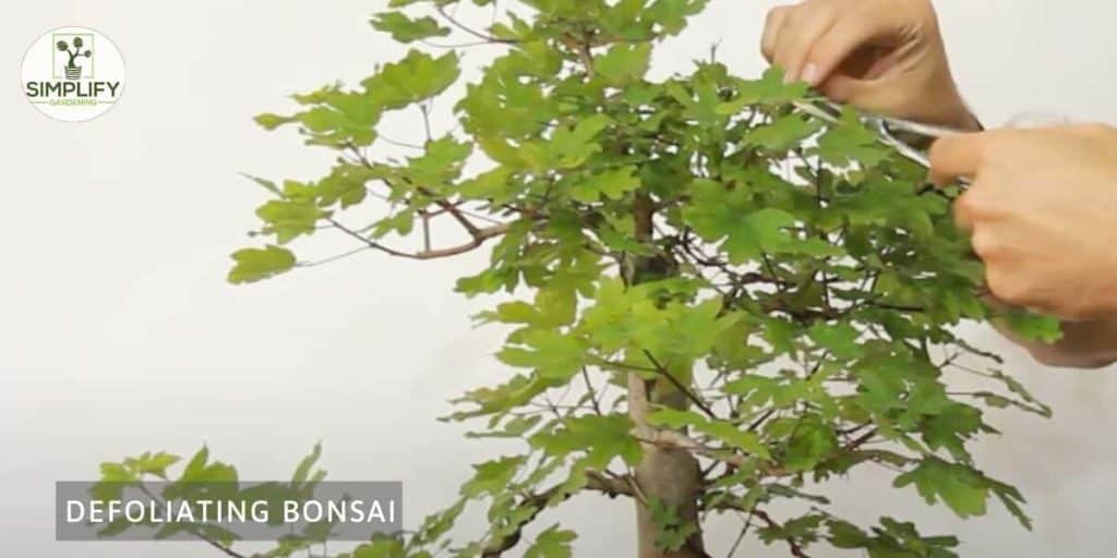 Expert Tips for Perfect Bonsai Defoliation Every Time - Simplify Gardening