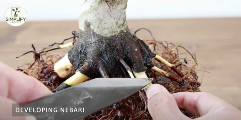 How to Create a Proper Nebari–Bonsai Surface Roots - Simplify Gardening