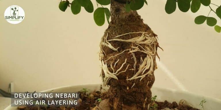 How to Create a Proper Nebari–Bonsai Surface Roots - Simplify Gardening
