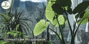 25 Types of Philodendrons the Ultimate Houseplants List - Simplify ...