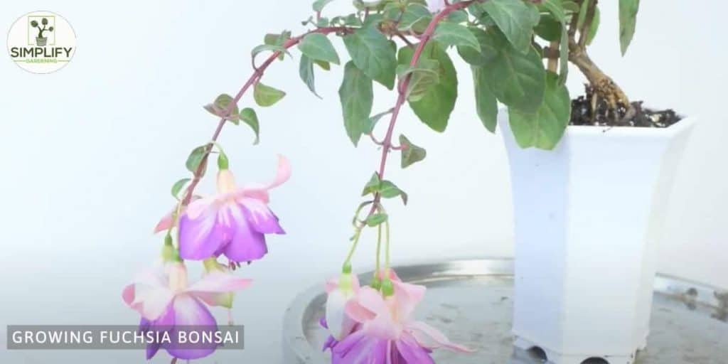 How to Grow a Fuchsia Bonsai - Such Stunning Trees. - Simplify Gardening
