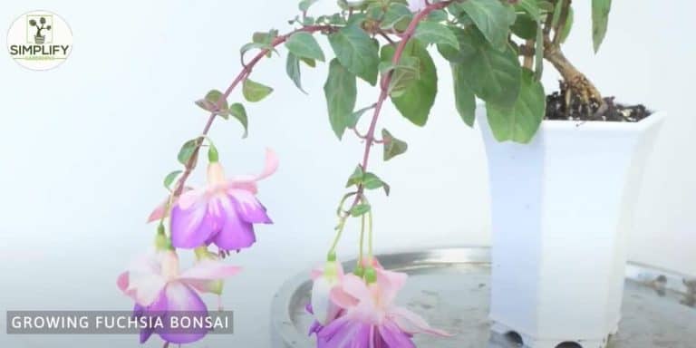 How to Grow a Fuchsia Bonsai - Such Stunning Trees. - Simplify Gardening