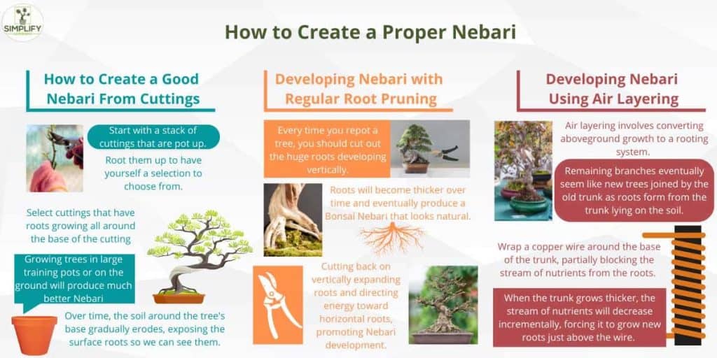How to Create a Proper Nebari–Bonsai Surface Roots - Simplify Gardening
