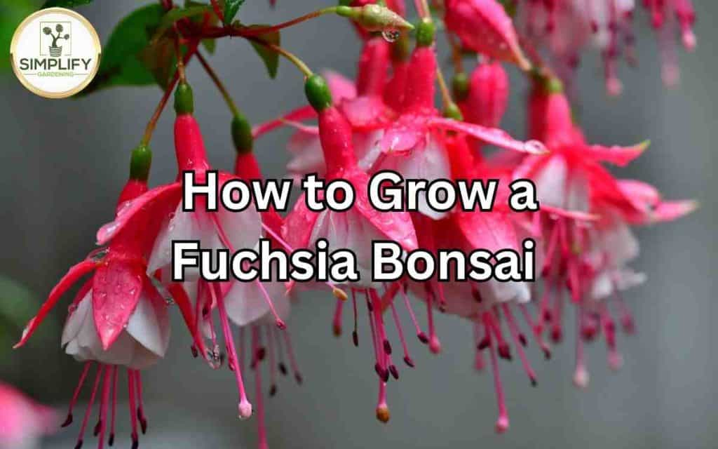 Where to Place Bonsai Trees For Optimal Growth? - Simplify Gardening