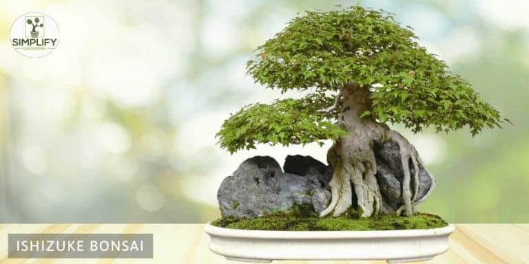 6 Bonsai Styles or Forms For the Perfect Tree - Simplify Gardening