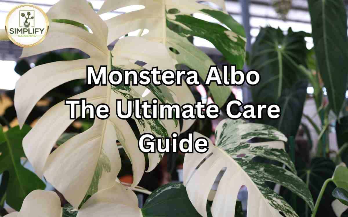 Monstera Albo - The Ultimate Care Guide - Simplify Gardening