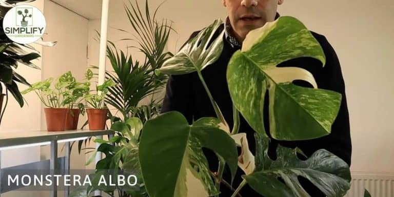 Monstera Albo - The Ultimate Care Guide - Simplify Gardening