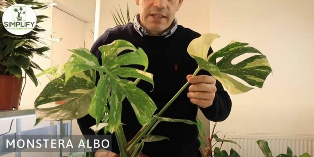Monstera Albo - The Ultimate Care Guide - Simplify Gardening