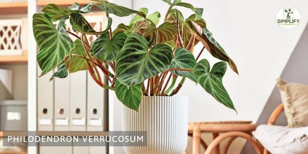Philodendron Verrucosum – Best Care Guide - Simplify Gardening