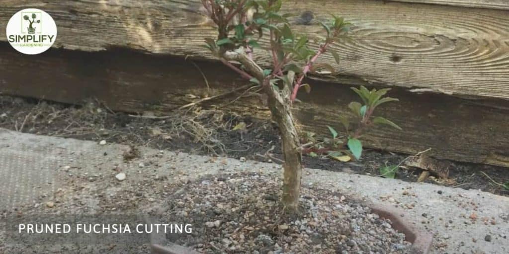 How to Grow a Fuchsia Bonsai - Such Stunning Trees. - Simplify Gardening