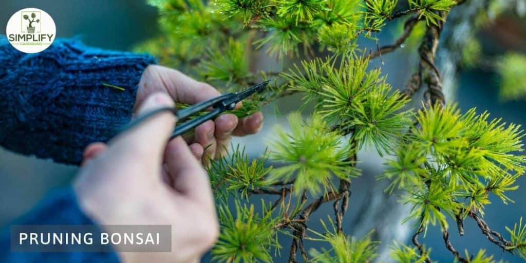 How to Prune Bonsai for Shape & Structure - Simplify Gardening