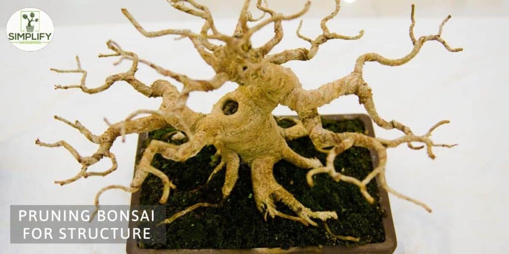 How to Prune Bonsai for Shape & Structure - Simplify Gardening
