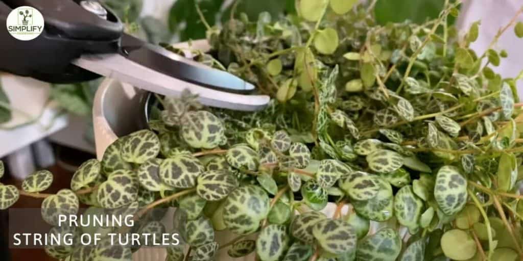 The Beautiful String of Turtles Care What You Must Know - Simplify ...
