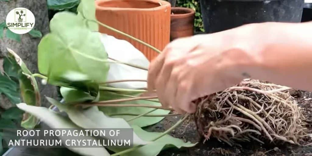 Anthurium Crystallinum - The Complete Care Guide - Simplify Gardening