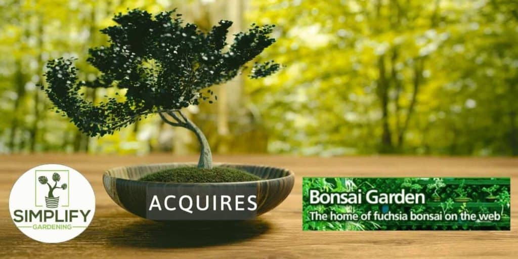 How to Create a Proper Nebari–Bonsai Surface Roots - Simplify Gardening