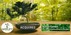 How to Create a Proper Nebari–Bonsai Surface Roots - Simplify Gardening