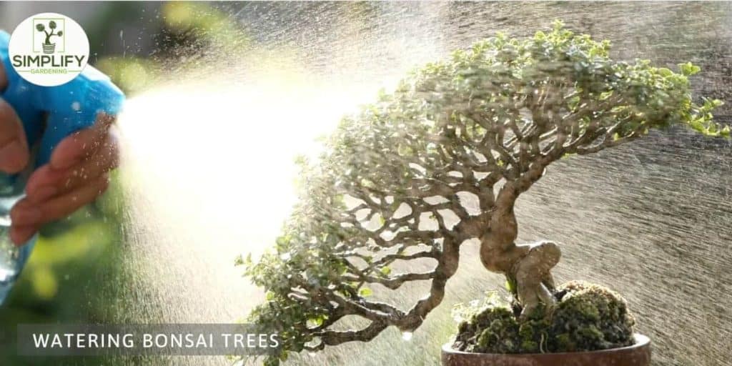 Expert Tips for Perfect Bonsai Defoliation Every Time - Simplify Gardening