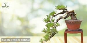 6 Bonsai Styles or Forms For the Perfect Tree - Simplify Gardening