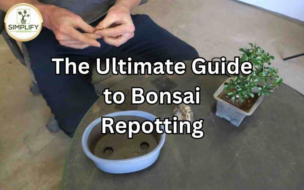 6 Bonsai Styles or Forms For the Perfect Tree - Simplify Gardening