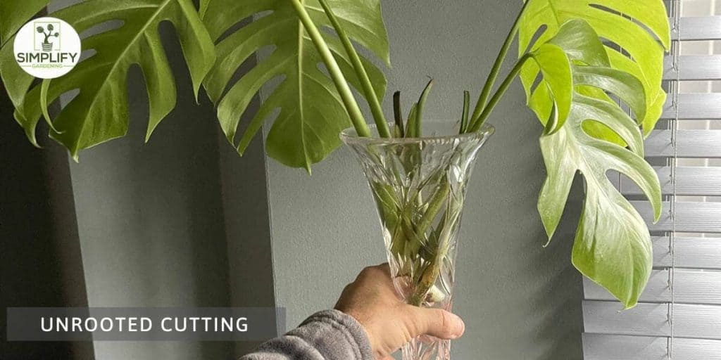 Grow your Monstera family: Propagating Monstera Deliciosa made easy ...