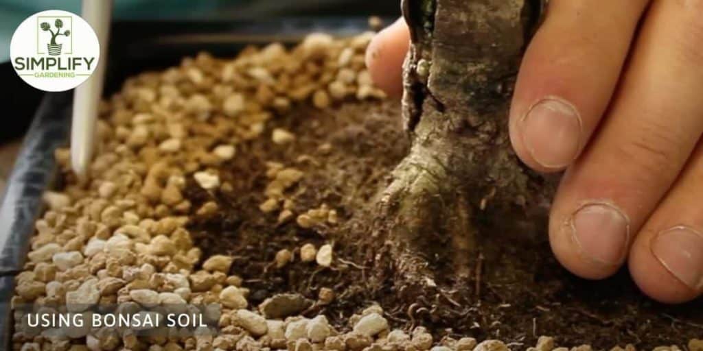 The Best Bonsai Soil Mix for Bonsai Health - Simplify Gardening