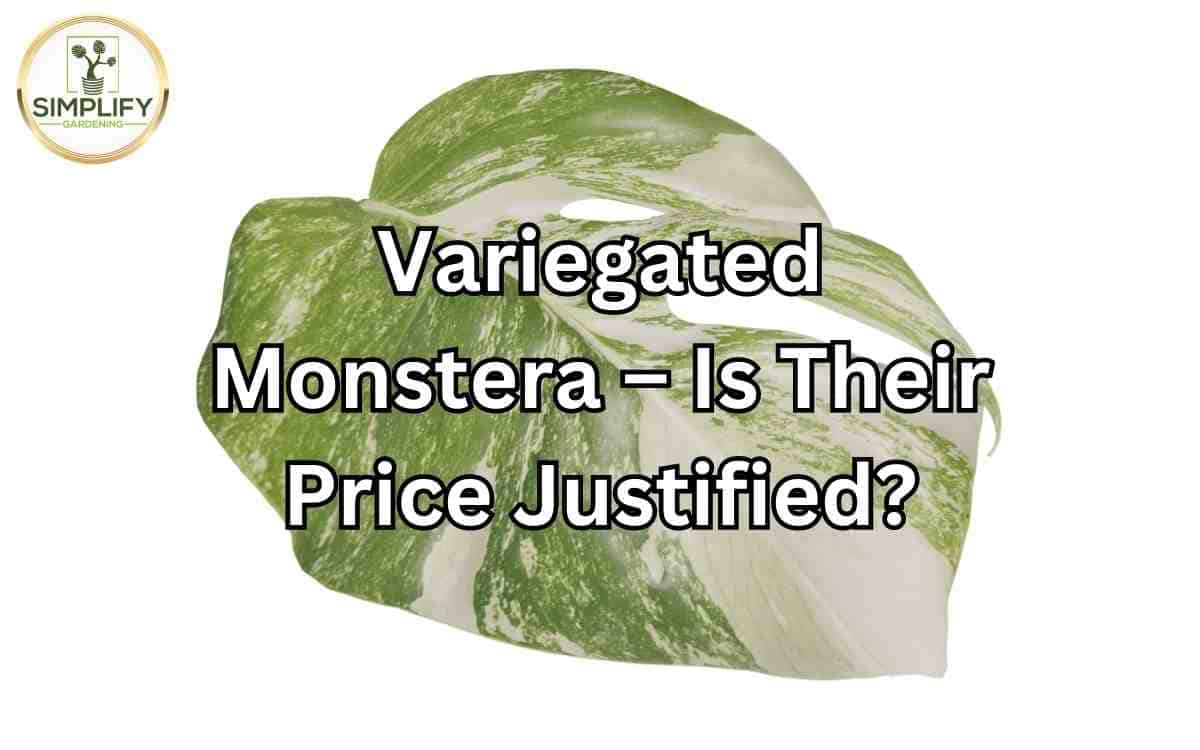 Variegated Monstera - Is Their Price Justified? - Simplify Gardening