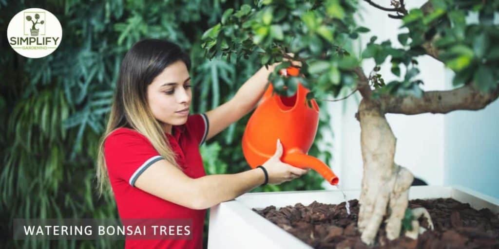 Effective Bonsai Water Management How to Water Bonsai Trees. - Simplify ...