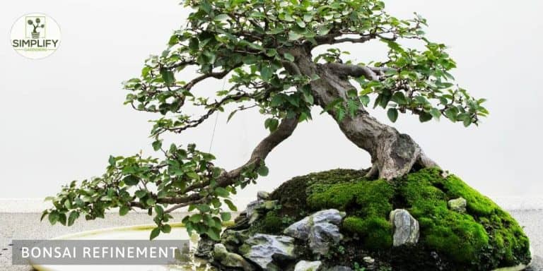 Effective Bonsai Water Management How to Water Bonsai Trees. - Simplify ...