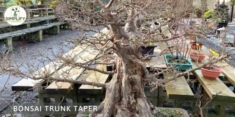 How to Prune Bonsai for Shape & Structure - Simplify Gardening