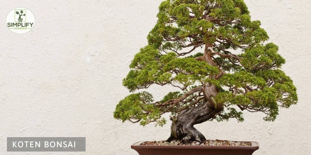 6 Bonsai Styles or Forms For the Perfect Tree - Simplify Gardening