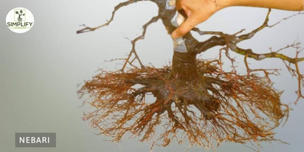 How to Create a Proper Nebari–Bonsai Surface Roots - Simplify Gardening